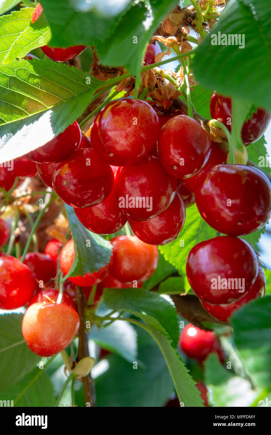 Organic sweet cherry ripening on cherry tree close up, sunny day Stock ...