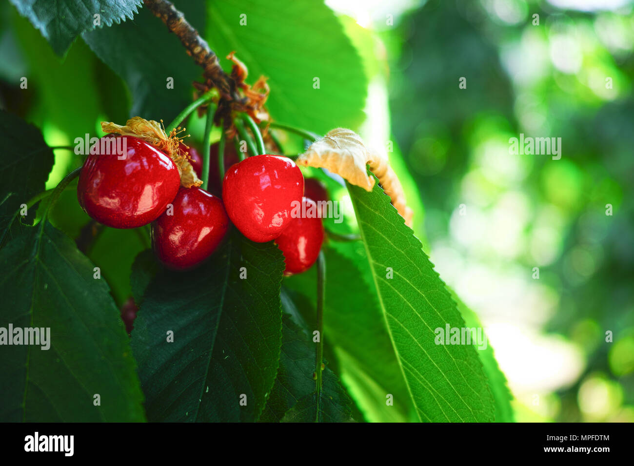 Organic sweet cherry ripening on cherry tree close up, sunny day Stock ...