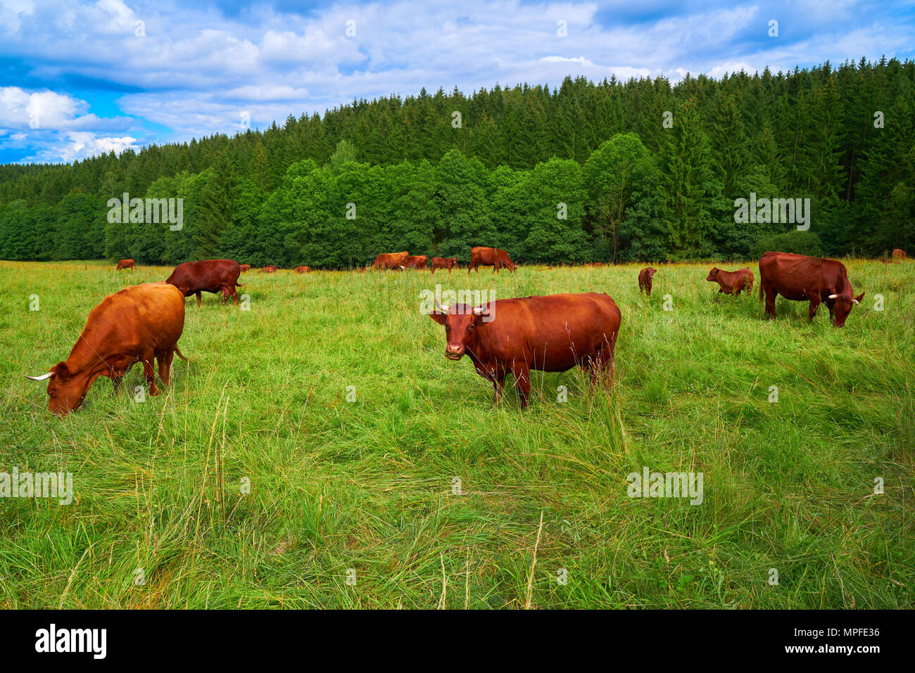 Brown cow cattle in hi-res stock photography and images - Alamy