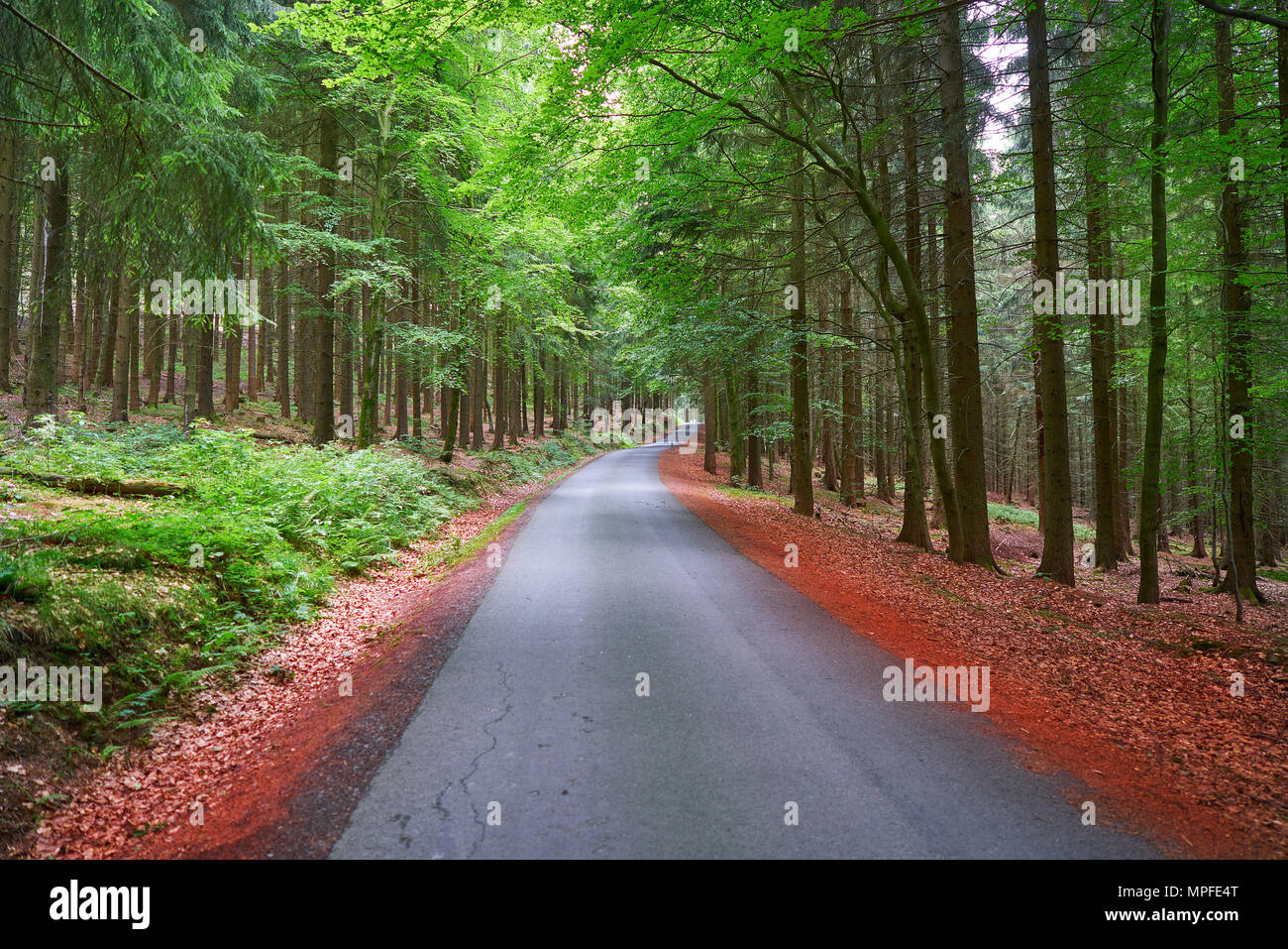 Harz magic mountains forest in Germany Stock Photo - Alamy