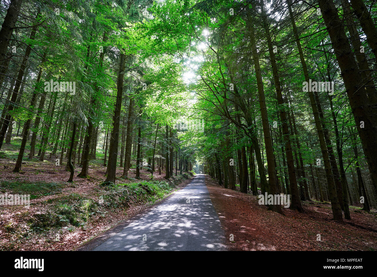 Harz magic mountains forest in Germany Stock Photo - Alamy