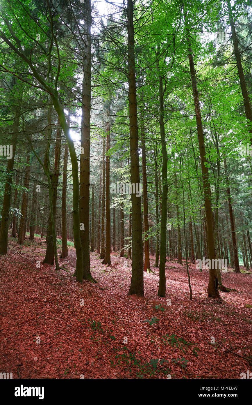 Harz magic mountains forest in Germany Stock Photo - Alamy