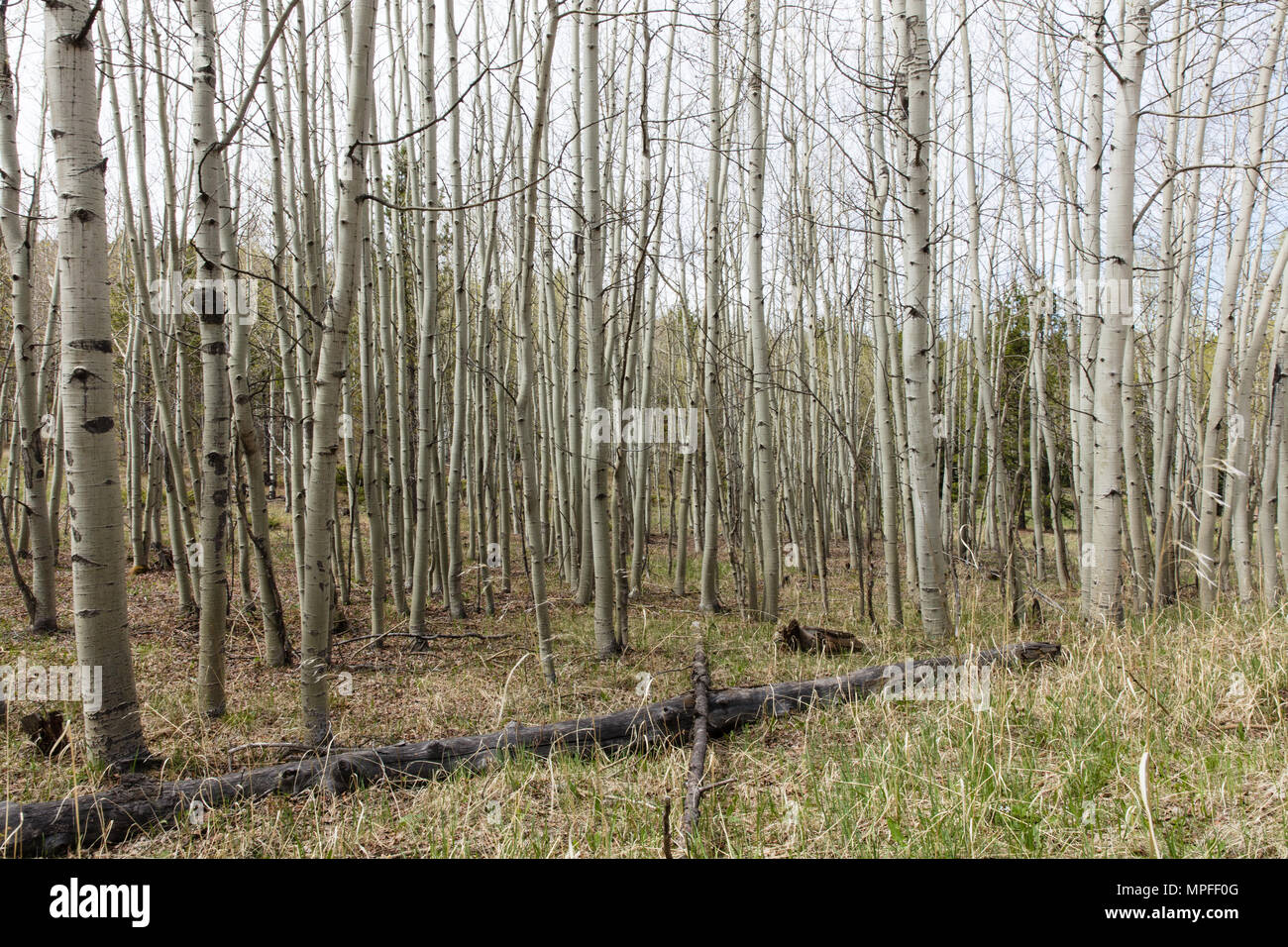 Harmony grove hi-res stock photography and images - Alamy