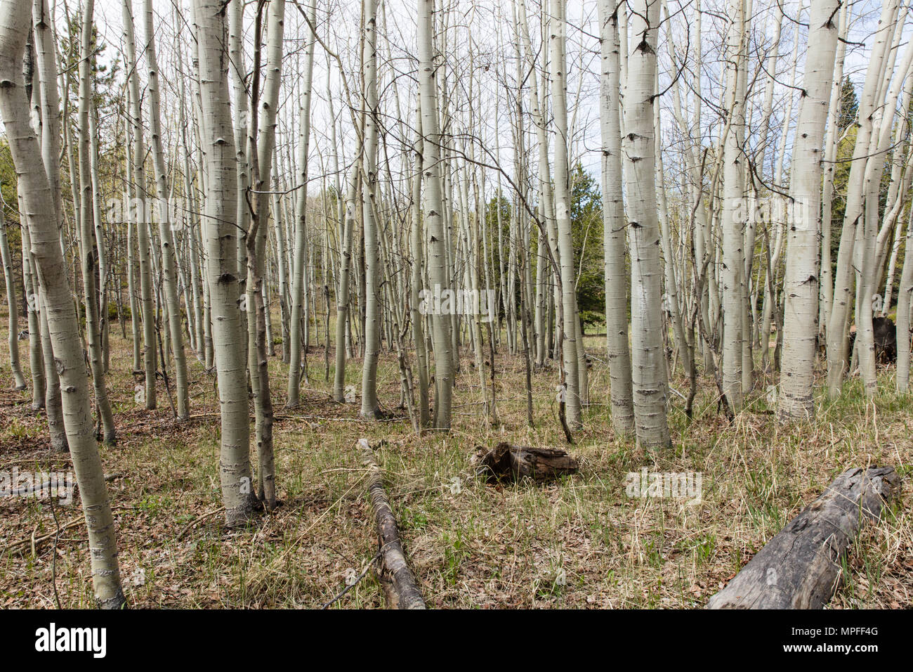 aspen grove in Spring Stock Photo - Alamy