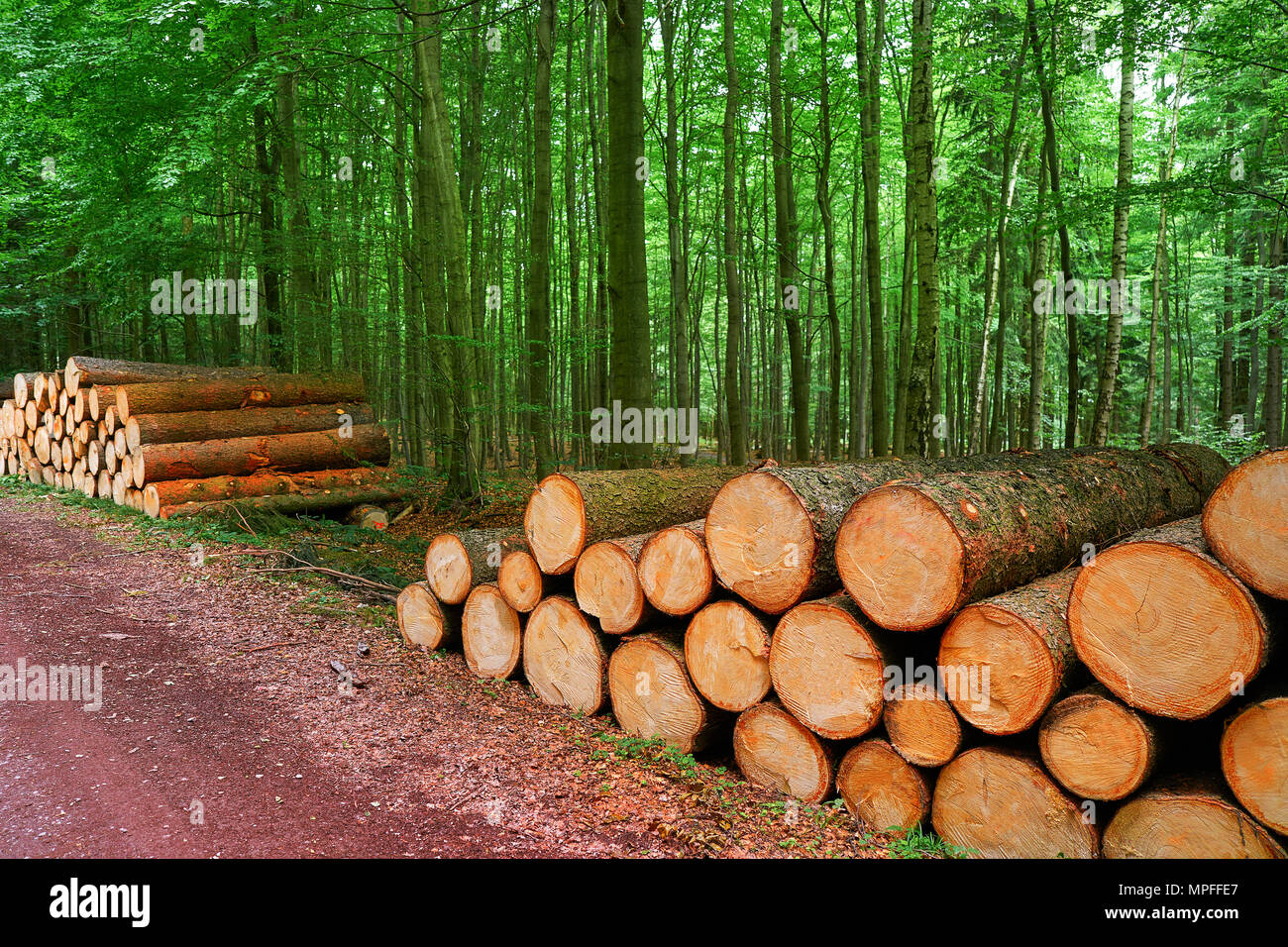 Wooden logs timber stacked in Harz mountains of Germany Stock Photo - Alamy