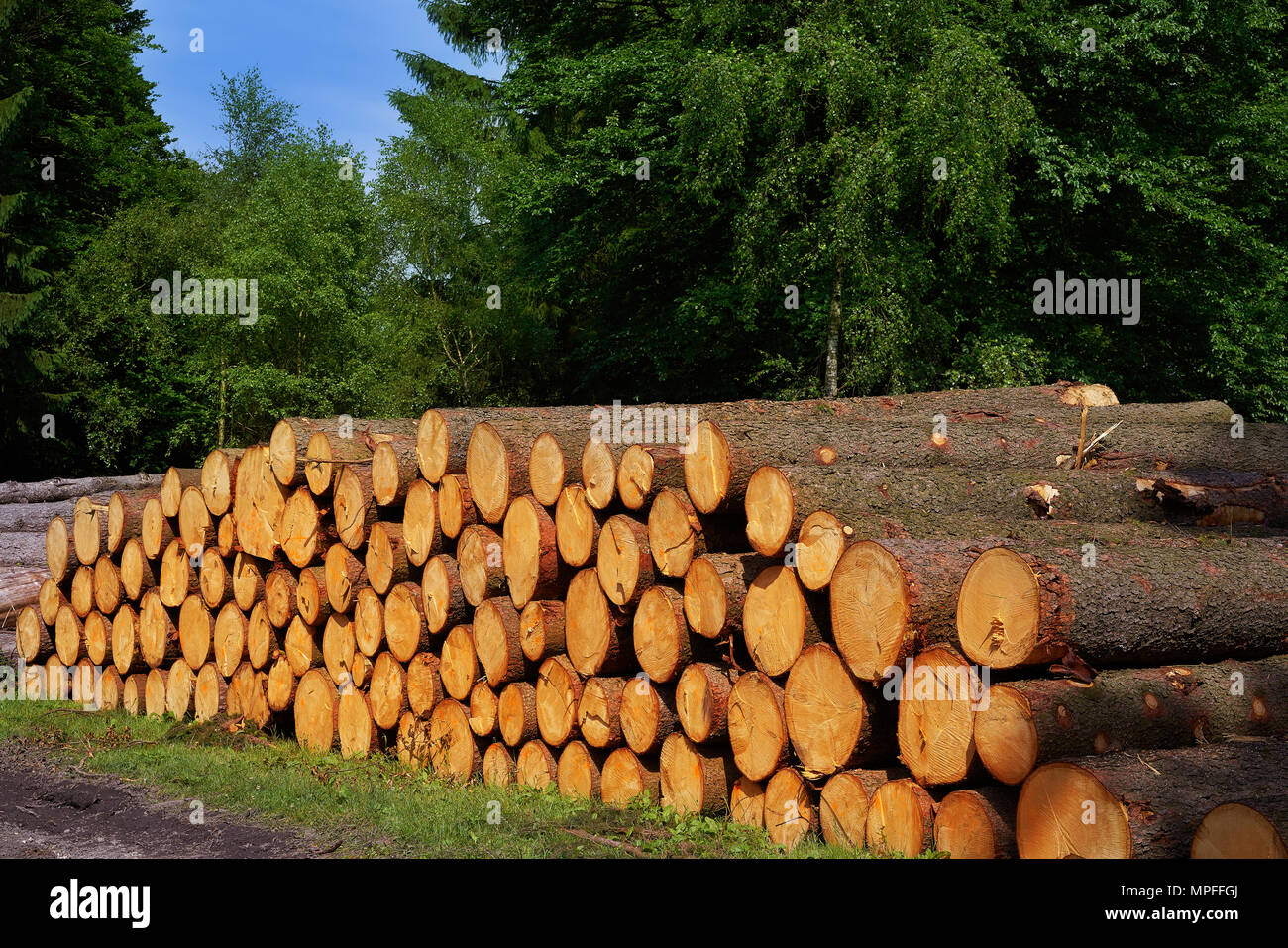 Wooden logs timber stacked in Harz mountains of Germany Stock Photo - Alamy