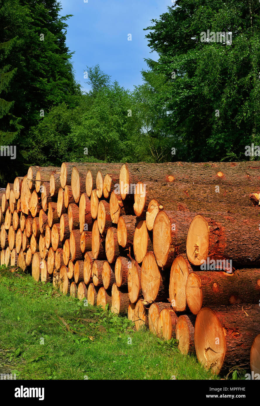 Wooden logs timber stacked in Harz mountains of Germany Stock Photo - Alamy