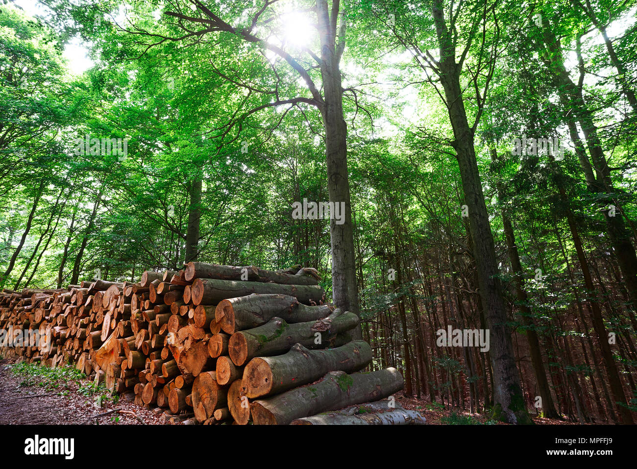 Wooden logs timber stacked in Harz mountains of Germany Stock Photo - Alamy