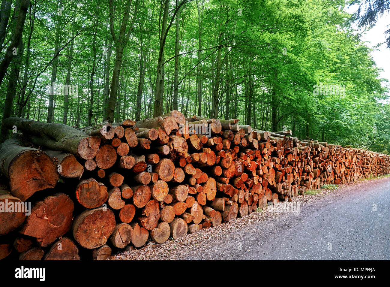 Wooden logs timber stacked in Harz mountains of Germany Stock Photo - Alamy