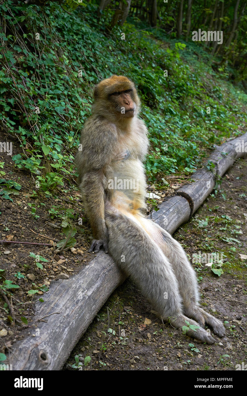 Macaque social expression hi-res stock photography and images - Alamy