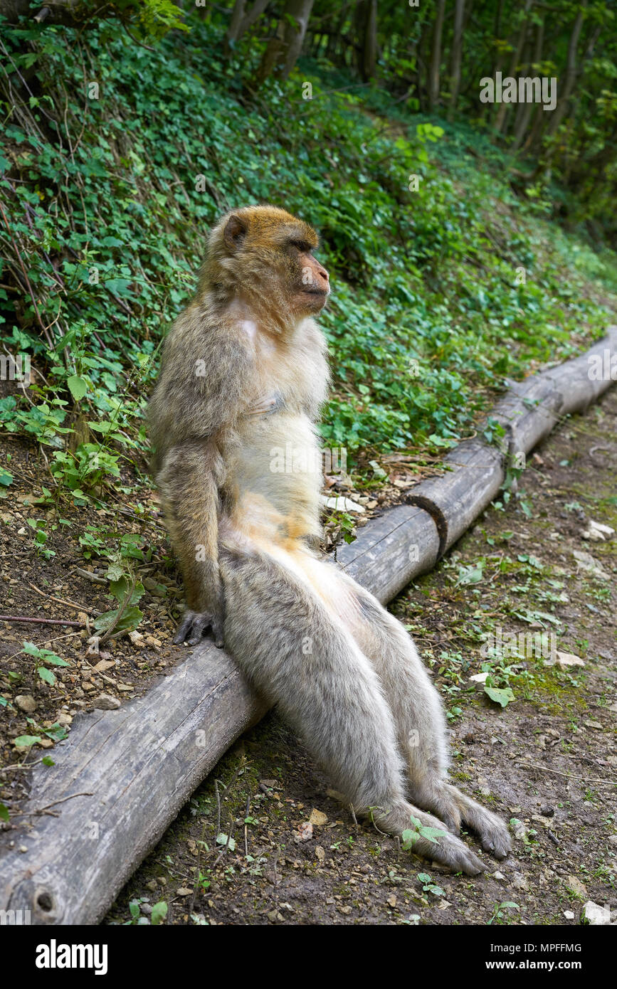 Macaque social expression hi-res stock photography and images - Alamy