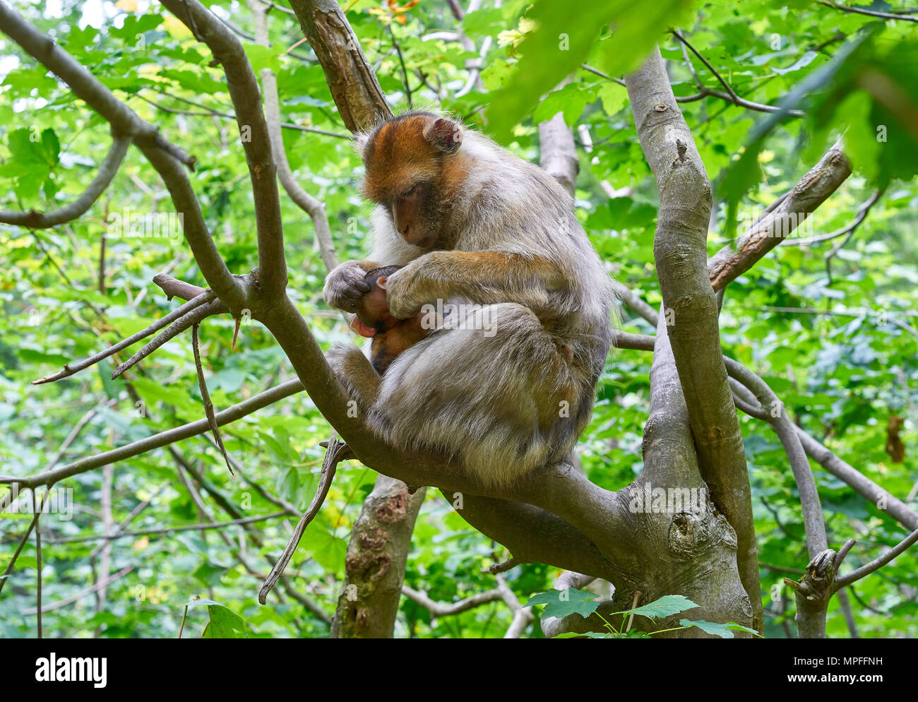 Barbary apes macaca sylvanus macaque monkeys outdoor Stock Photo - Alamy