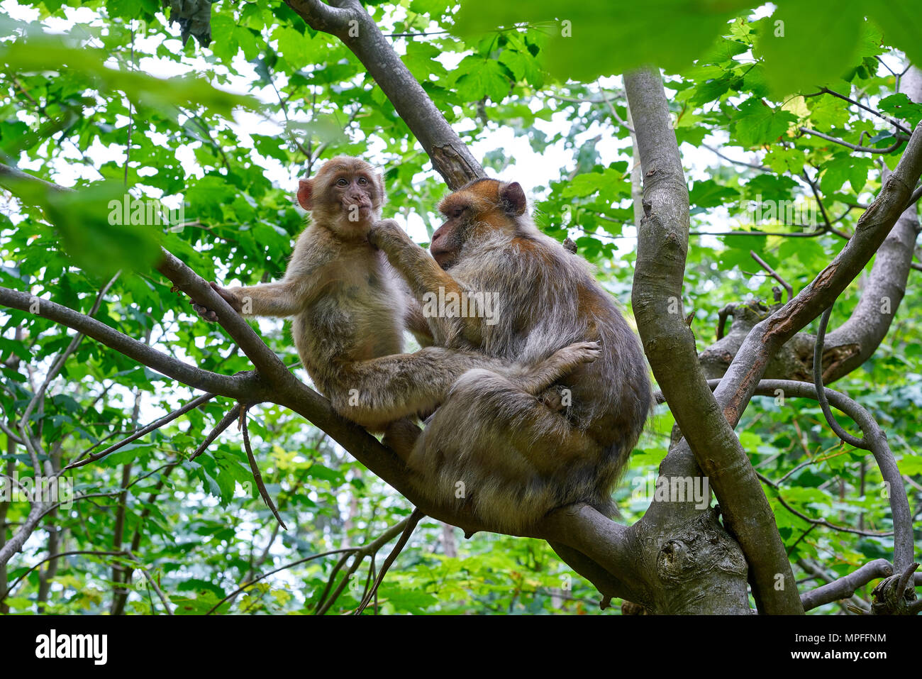 Barbary apes macaca sylvanus macaque monkeys outdoor Stock Photo - Alamy
