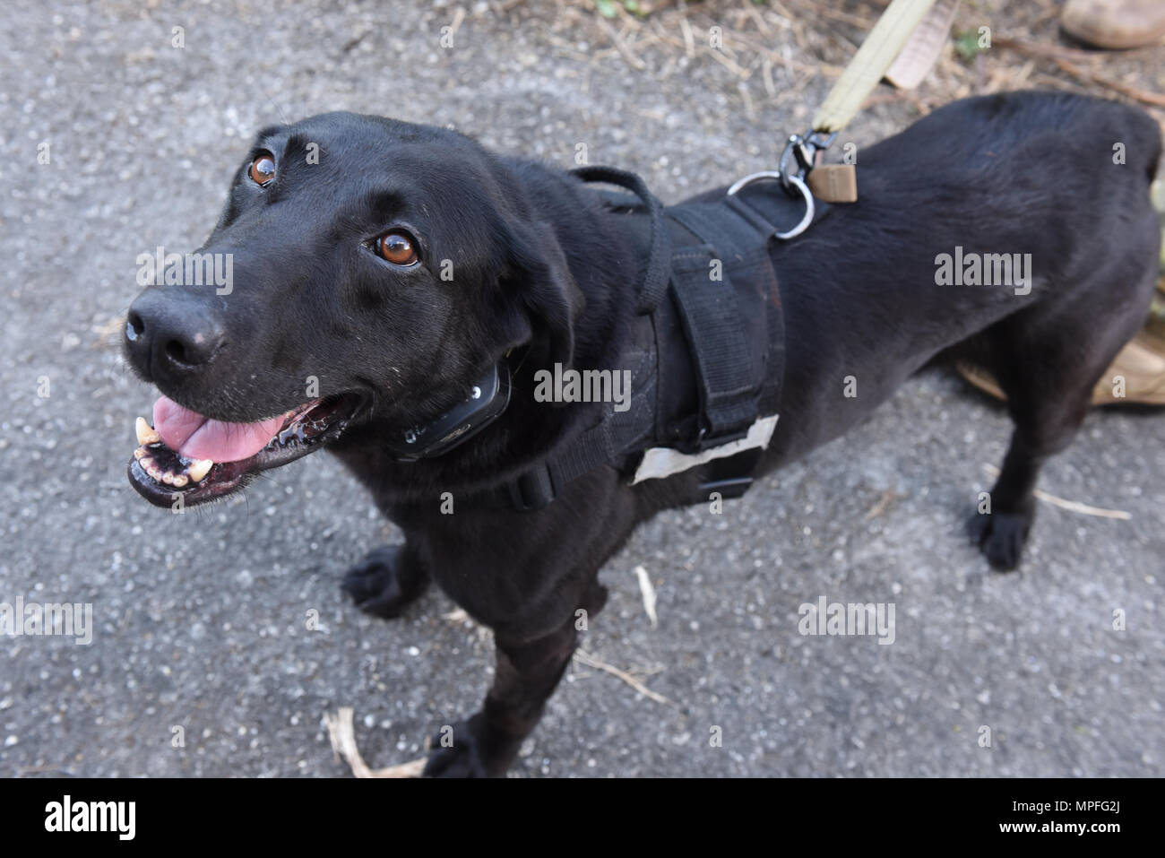 Vito, a Royal Australian Air Force explosive detection dog with No. 2 ...