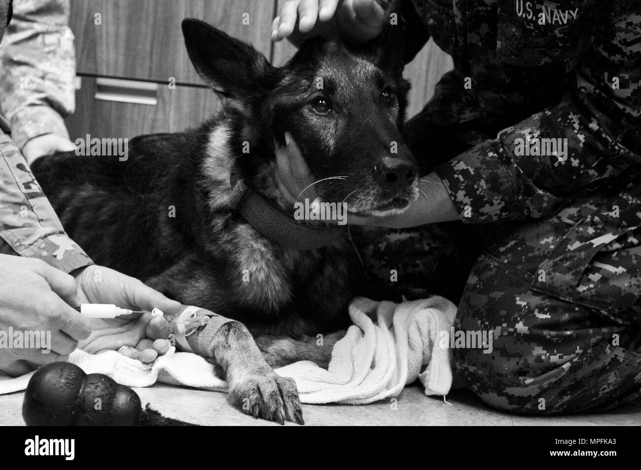 Euthanasia injection hi-res stock photography and images - Alamy