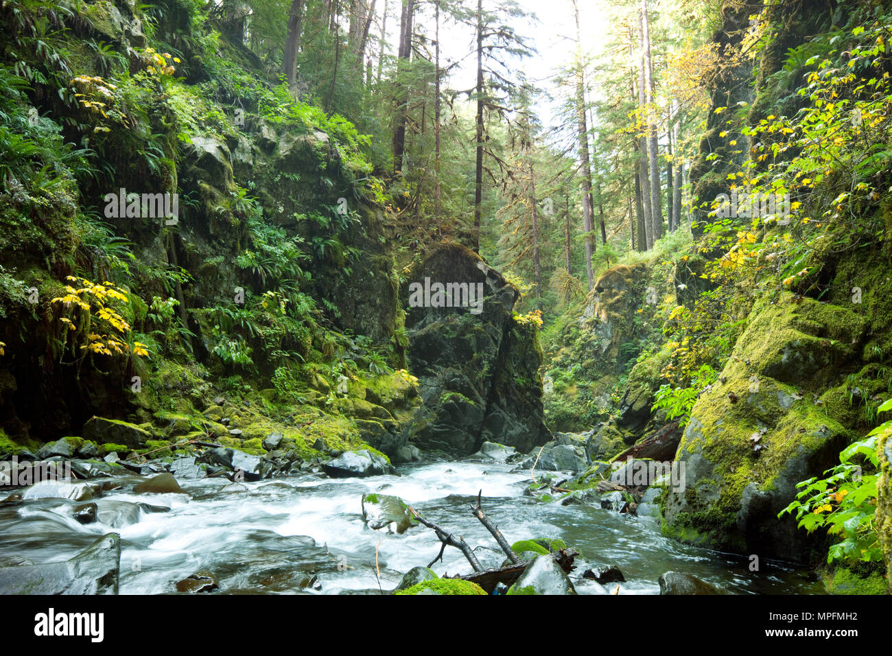 Beautiful small river in forest Stock Photo - Alamy