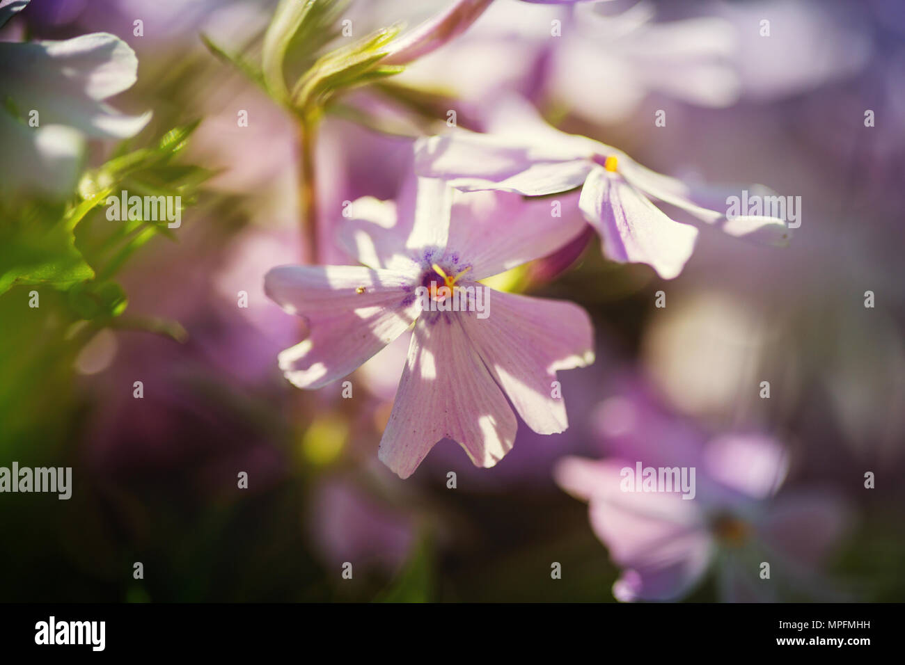 Close-up shot of the beautiful flowers. Suitable for floral background ...