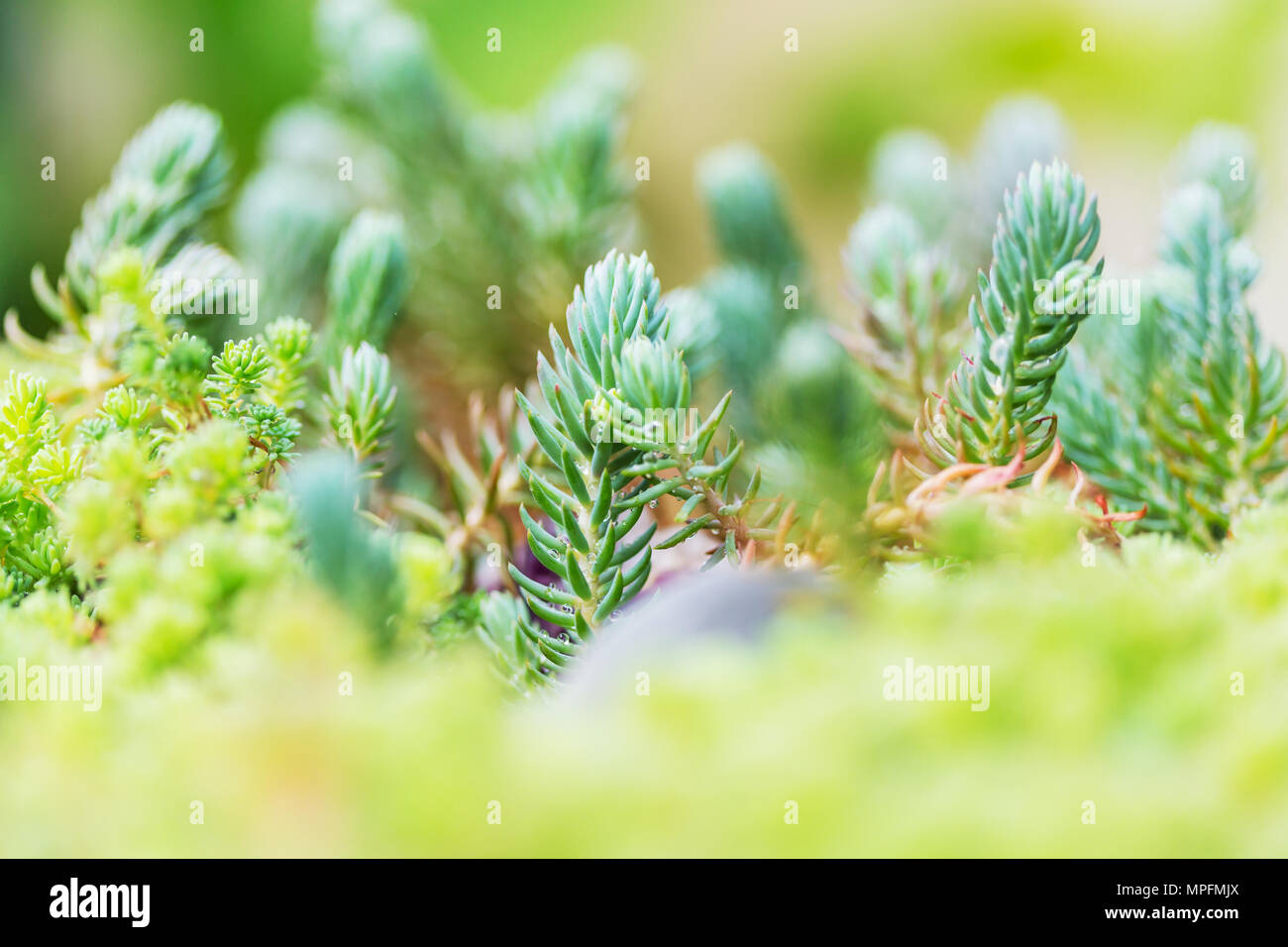 Bright spring green grass field Stock Photo - Alamy