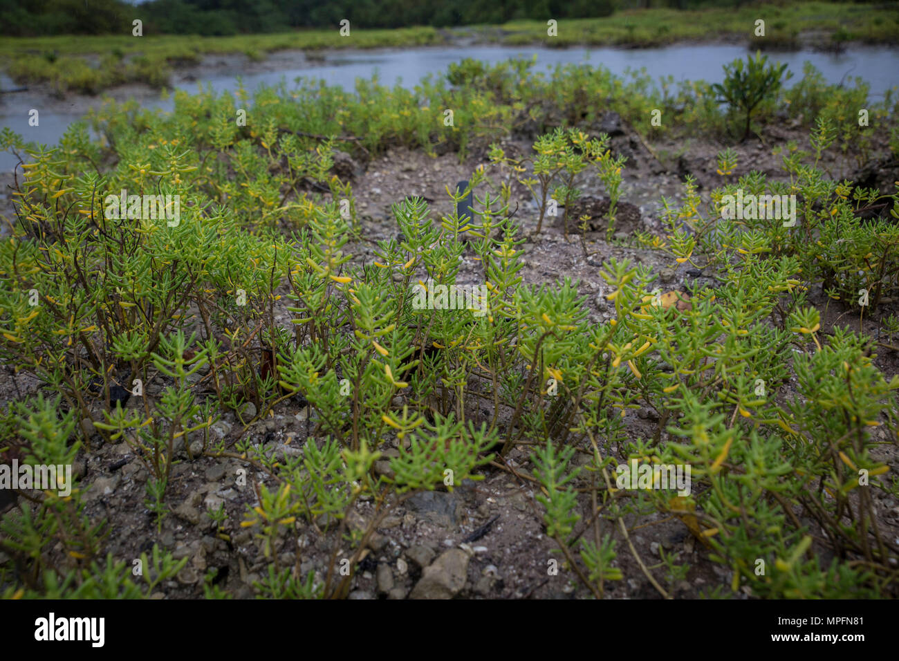 Pickle Weed, an invasive plant species, densely covers wetlands at the ...