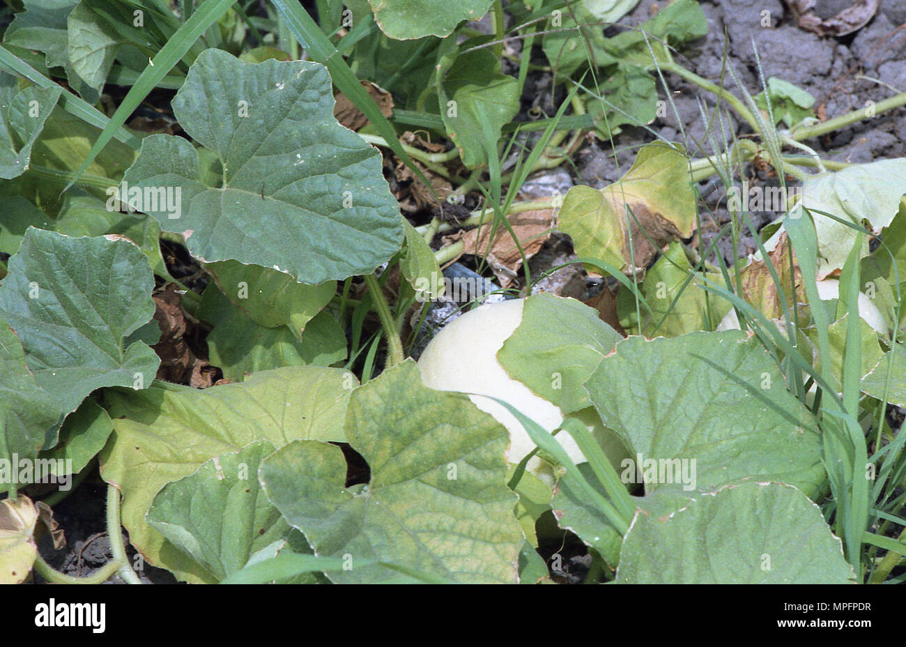 picture of ground Stock Photo - Alamy