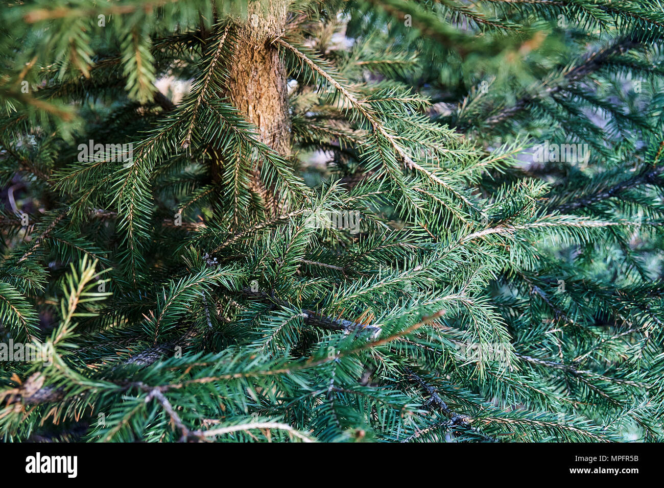 Prickly green branches and trunk of young spruce tree closeup Stock ...