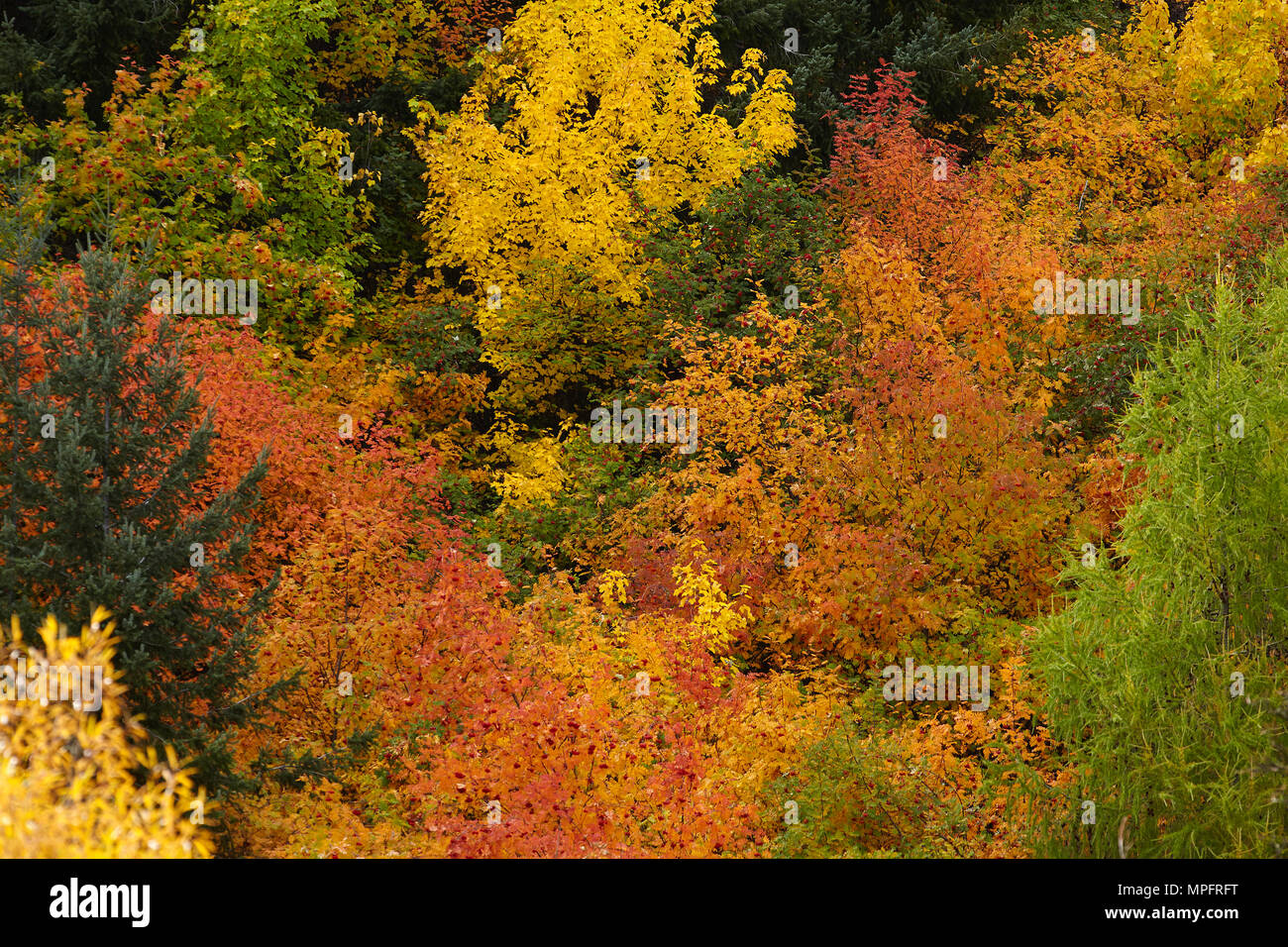Autumn trees, Arrowtown, near Queenstown, Otago, South Island, New ...