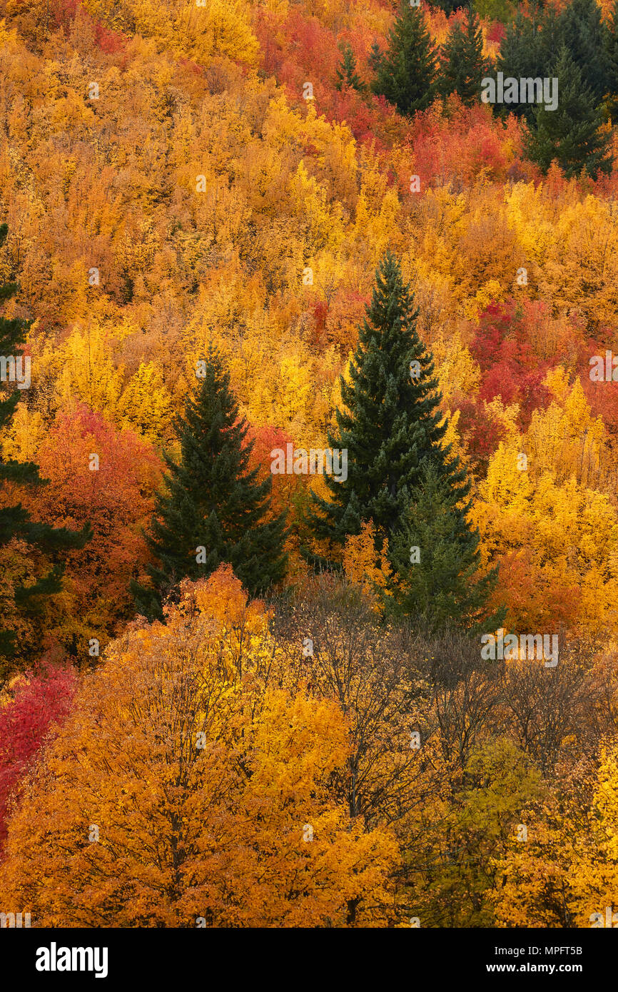 Autumn trees, Arrowtown, near Queenstown, Otago, South Island, New ...