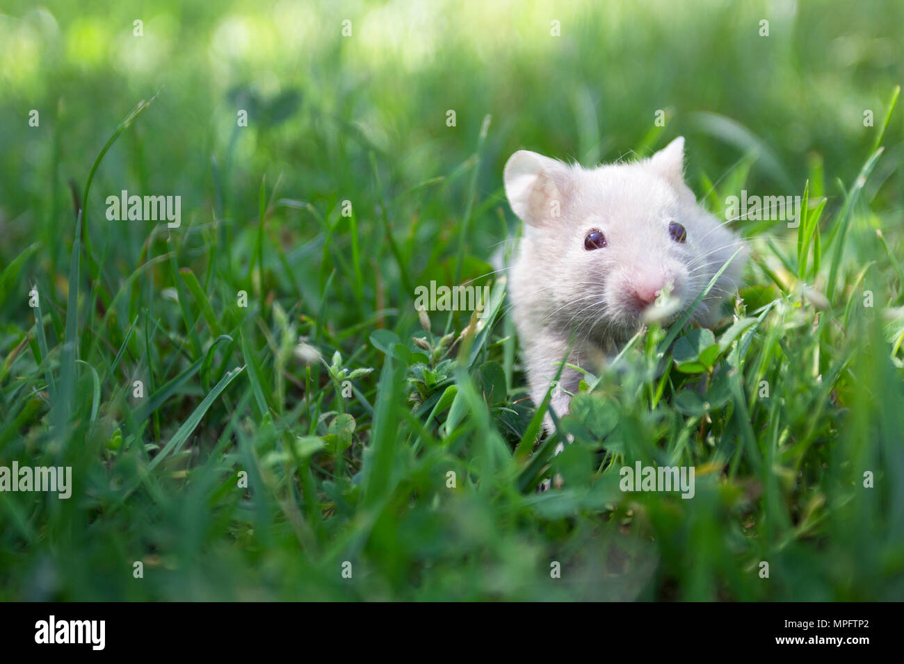 Rodent in grass hi-res stock photography and images - Alamy