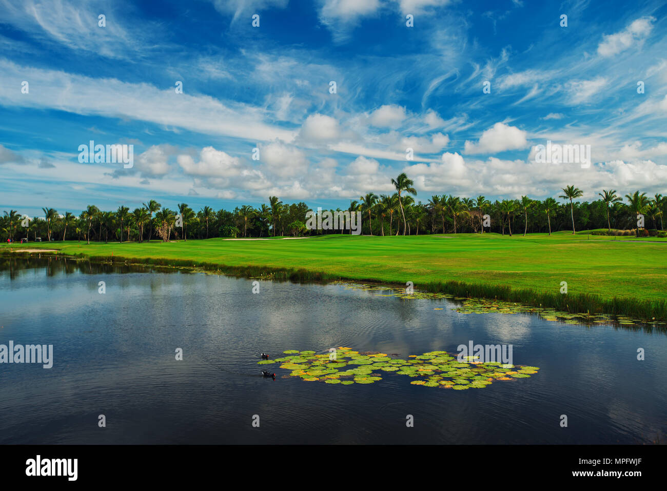 Golfing palm hi-res stock photography and images - Alamy