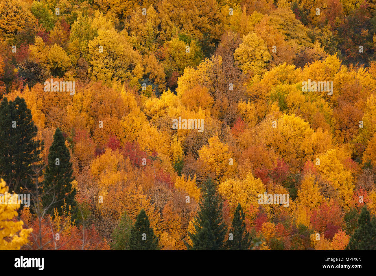 Autumn colours, Arrowtown, near Queenstown, Otago, South Island, New ...