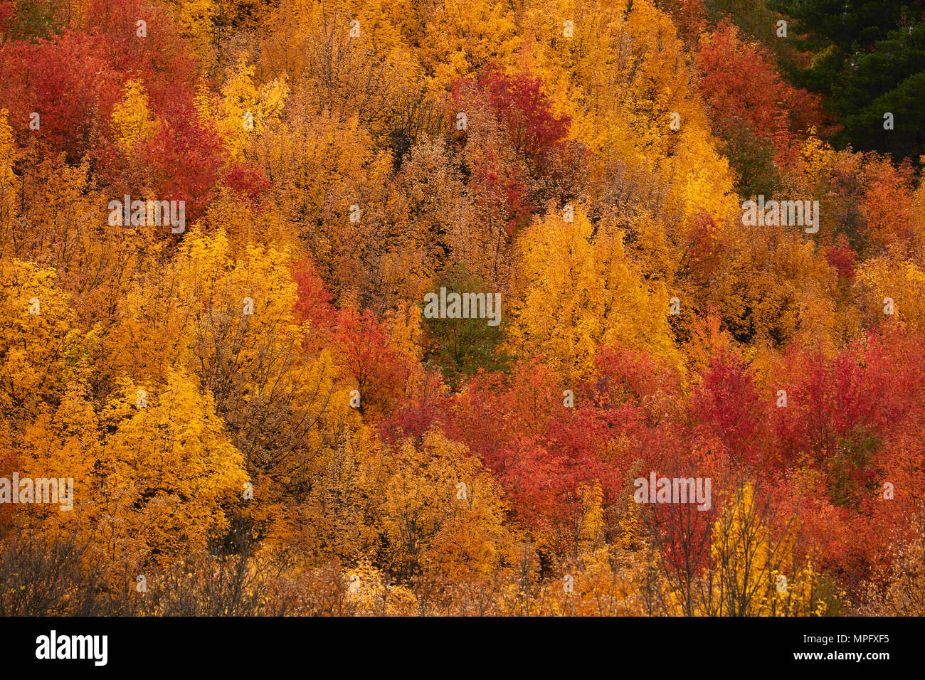 Autumn trees, Arrowtown, near Queenstown, Otago, South Island, New ...
