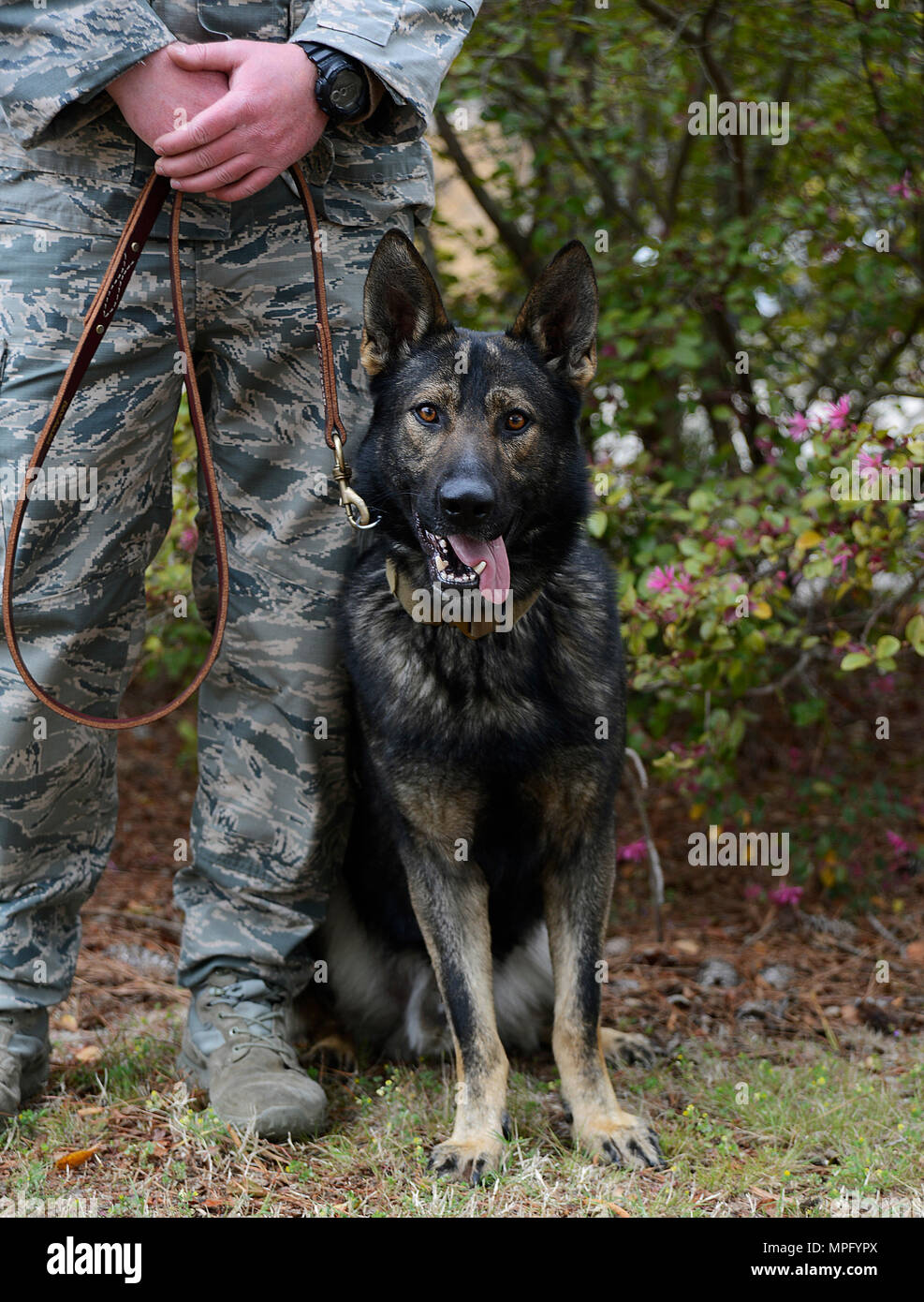 U.S. Air Force military working dog Fredi, assigned to the 20th ...