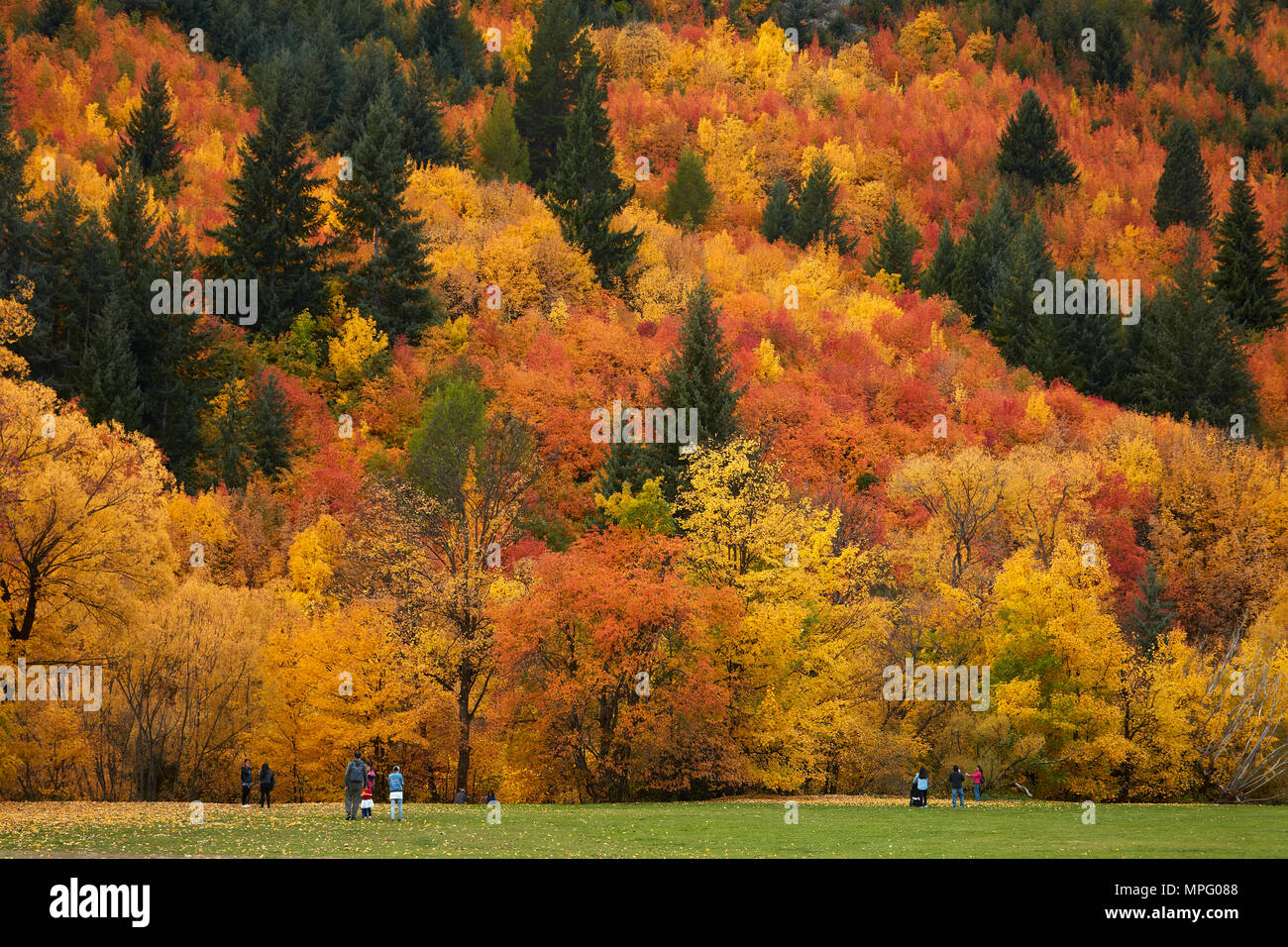 Chinese rowan tree leaves hi-res stock photography and images - Alamy