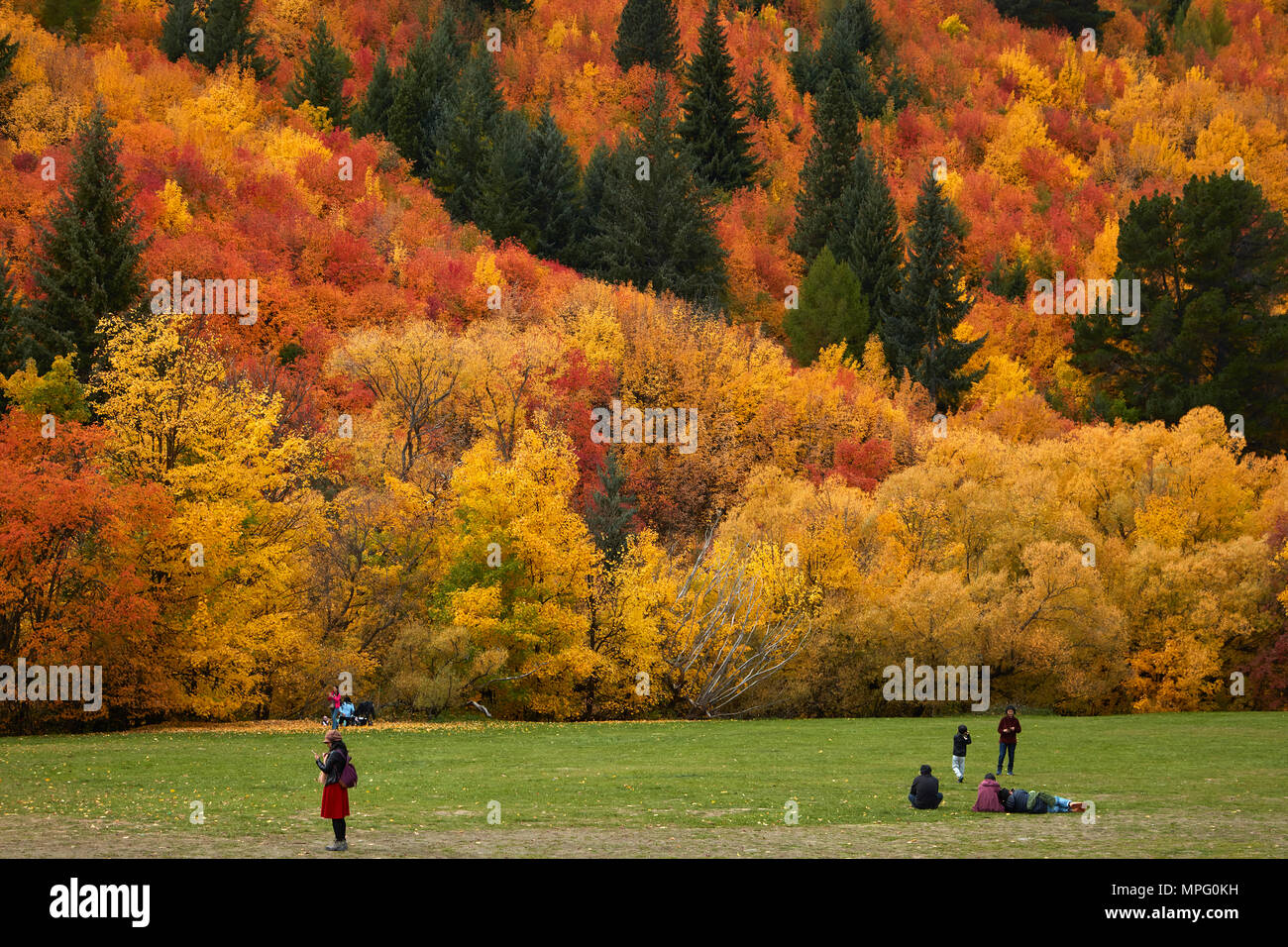Autumn trees and tourists on Wilcox Green, Arrowtown, near Queenstown ...