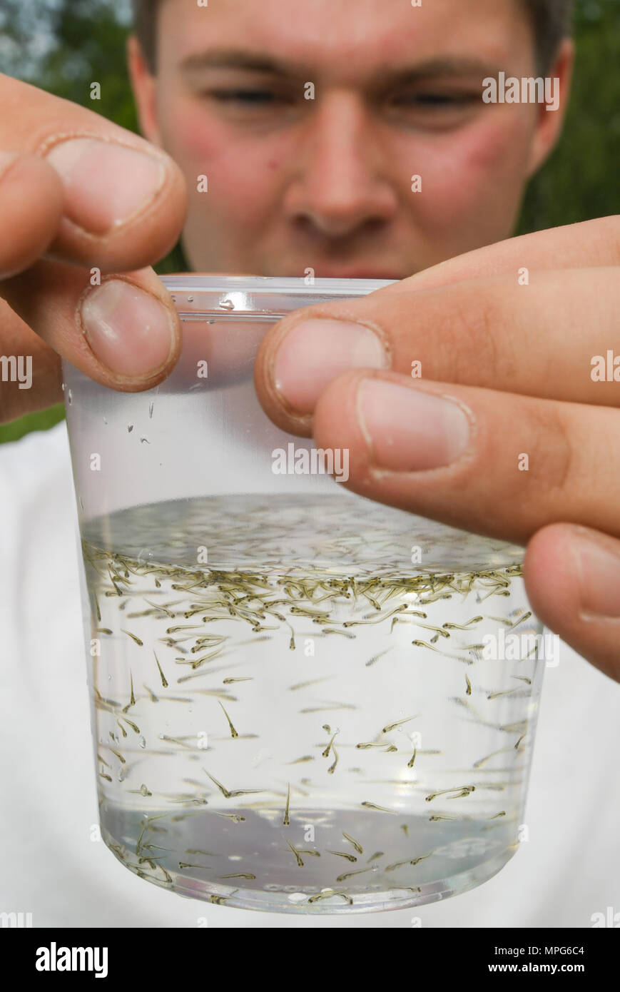 Fish larvae hi-res stock photography and images - Alamy