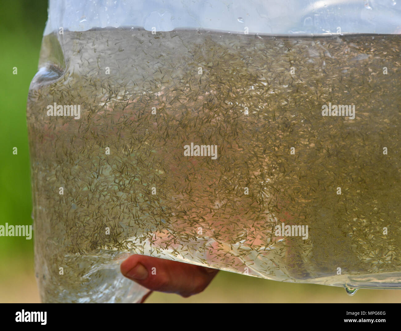 Fish larvae hi-res stock photography and images - Alamy
