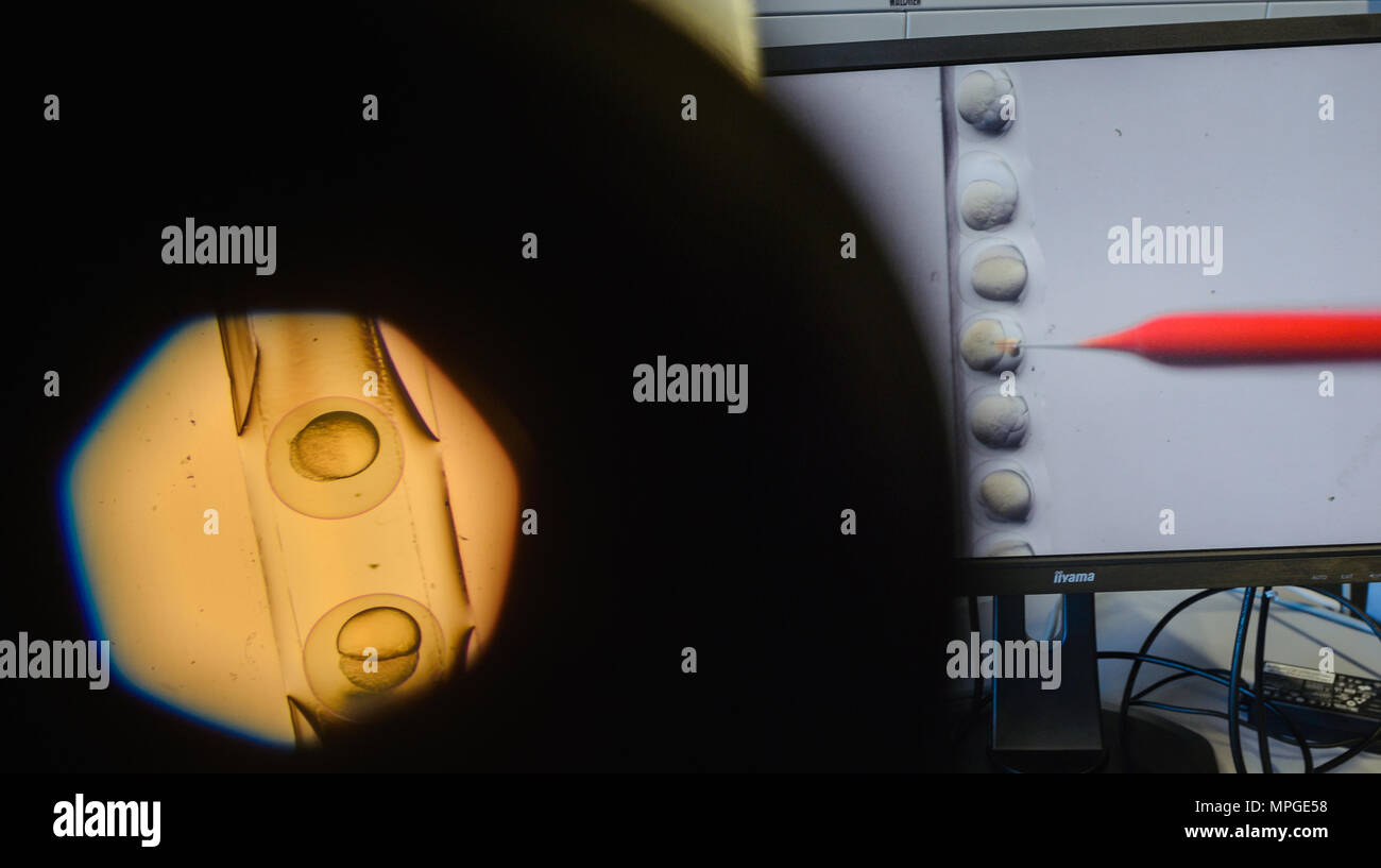 22 May 2018, Germany, Berlin: A cell and an injection needle are ...