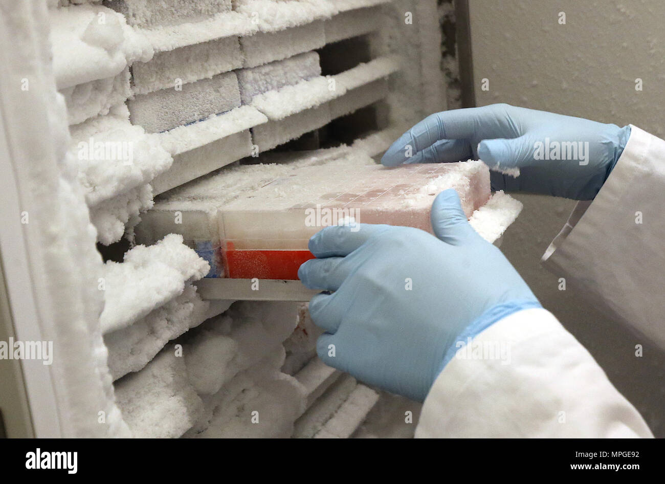 18 May 2018, Germany, Berlin: A microbiologist removes a sample from a ...