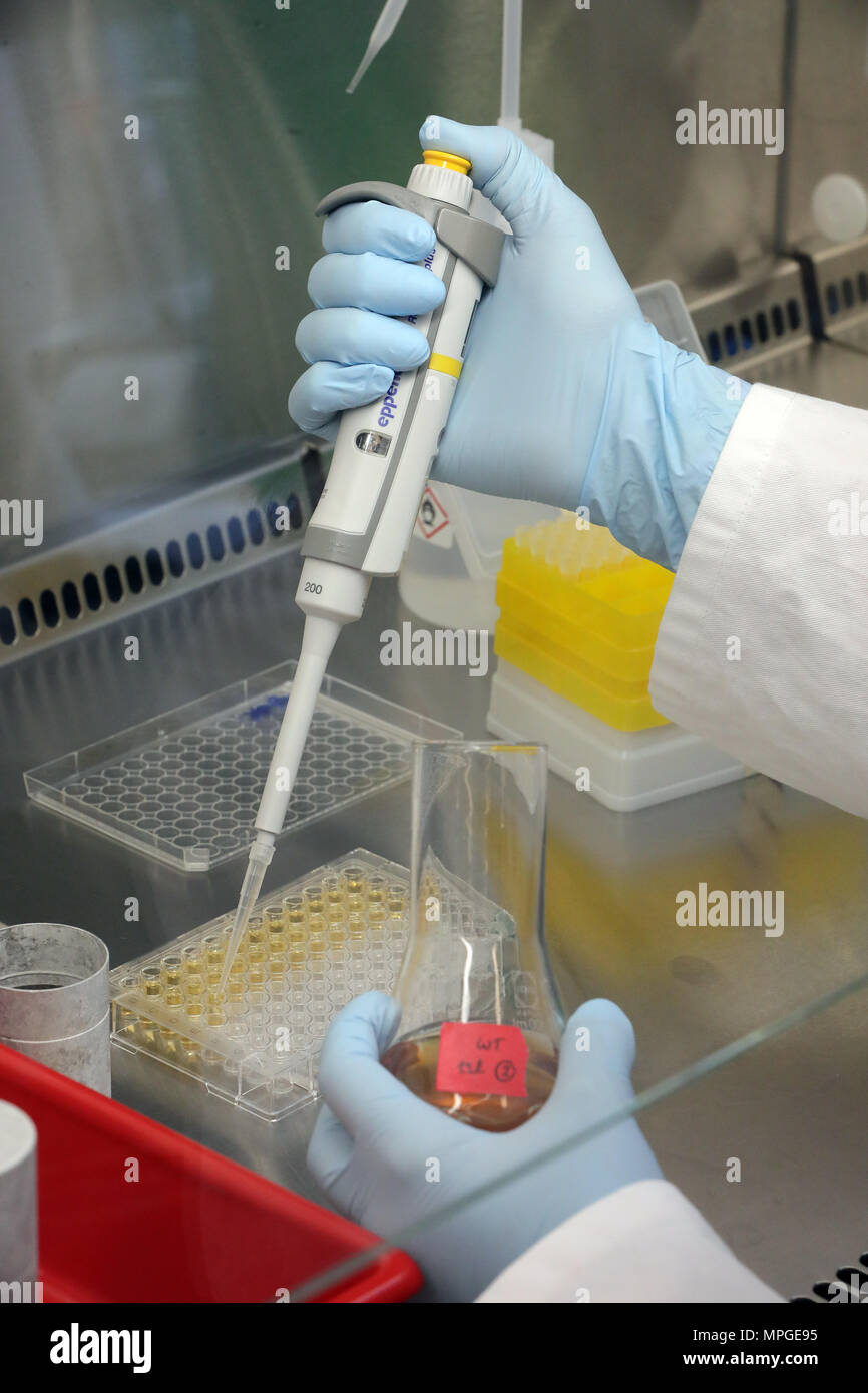 18 May 2018, Germany, Berlin: Microbiologist Solange Materne measures ...