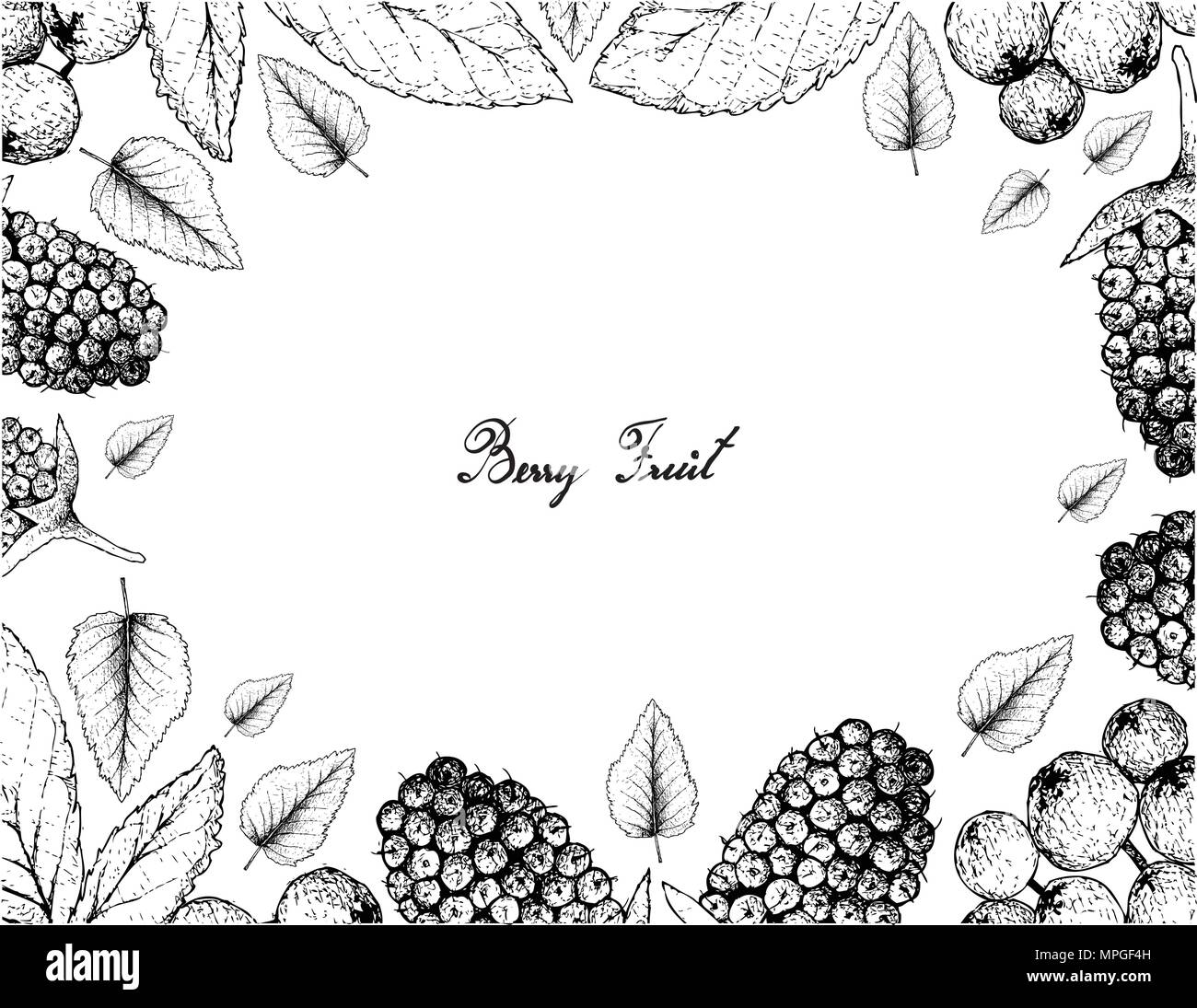 Black mulberry tree Stock Vector Images - Alamy
