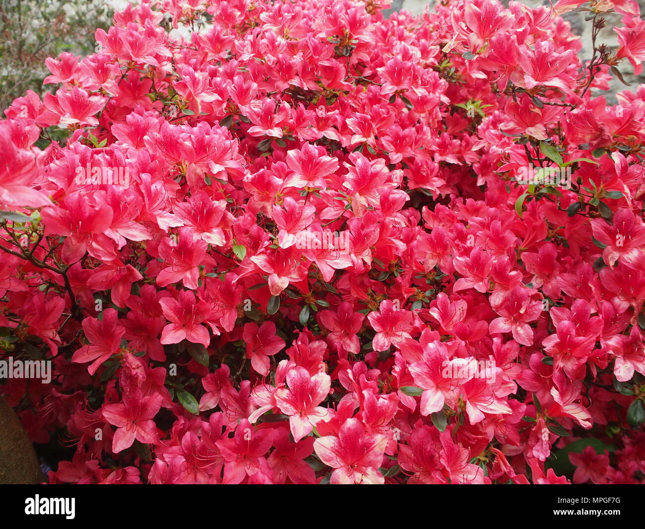 Large Azaleas High Resolution Stock Photography and Images - Alamy