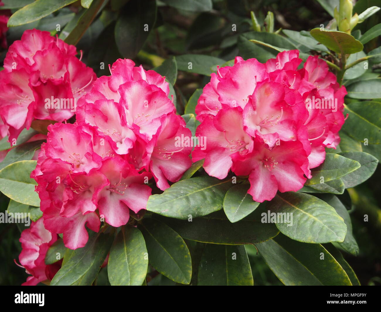 Group of pink and white Rhododendronn flowers fully open Stock Photo ...