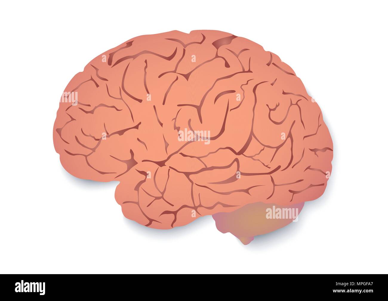 vector design of brain draw Stock Vector Image & Art - Alamy