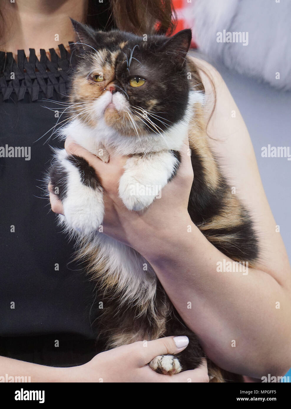 Nine lives cat cast 102 event in hollywood life california hi-res stock ...