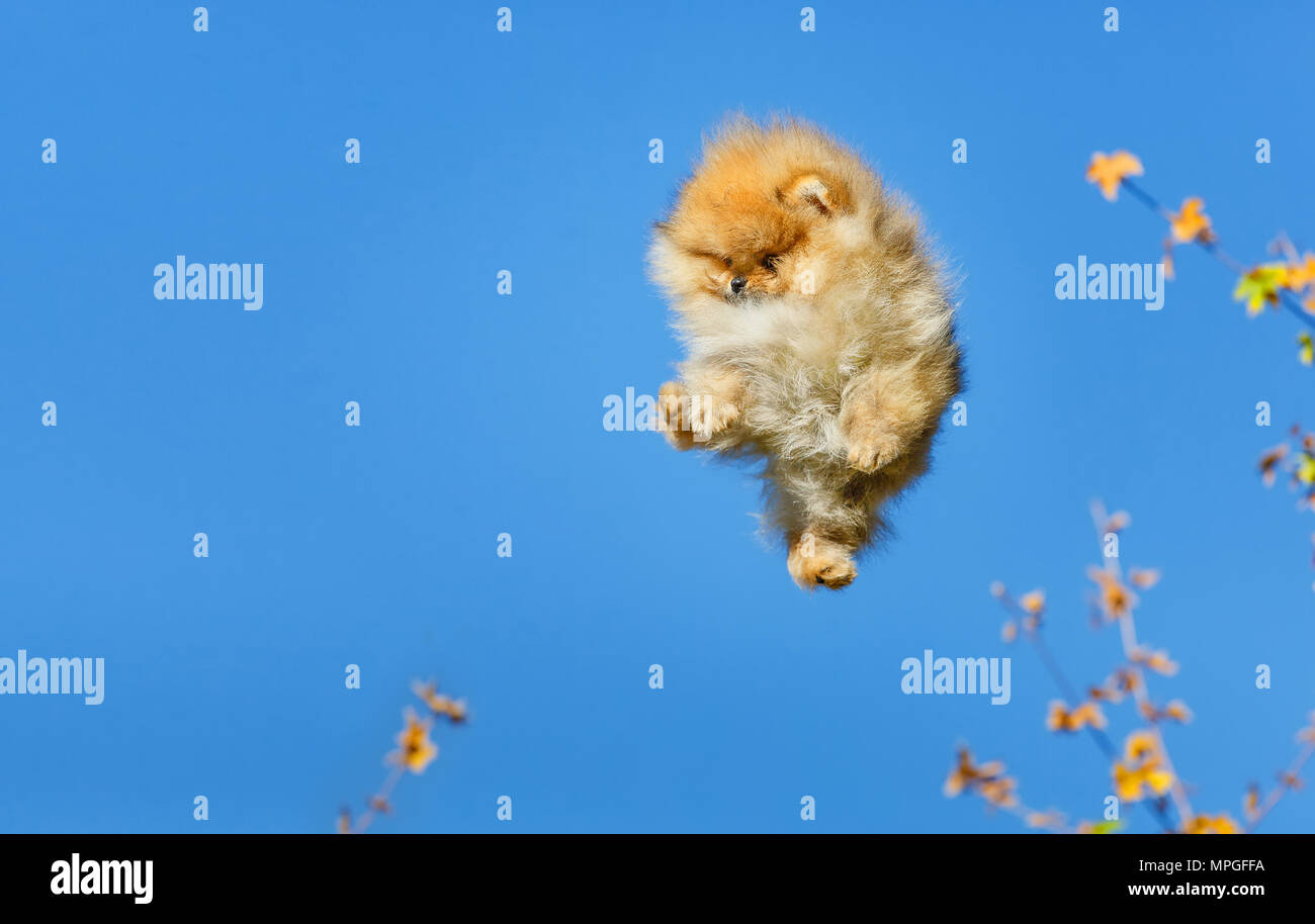 Small orange dog during a jump against the blue sky. Dog in flight ...