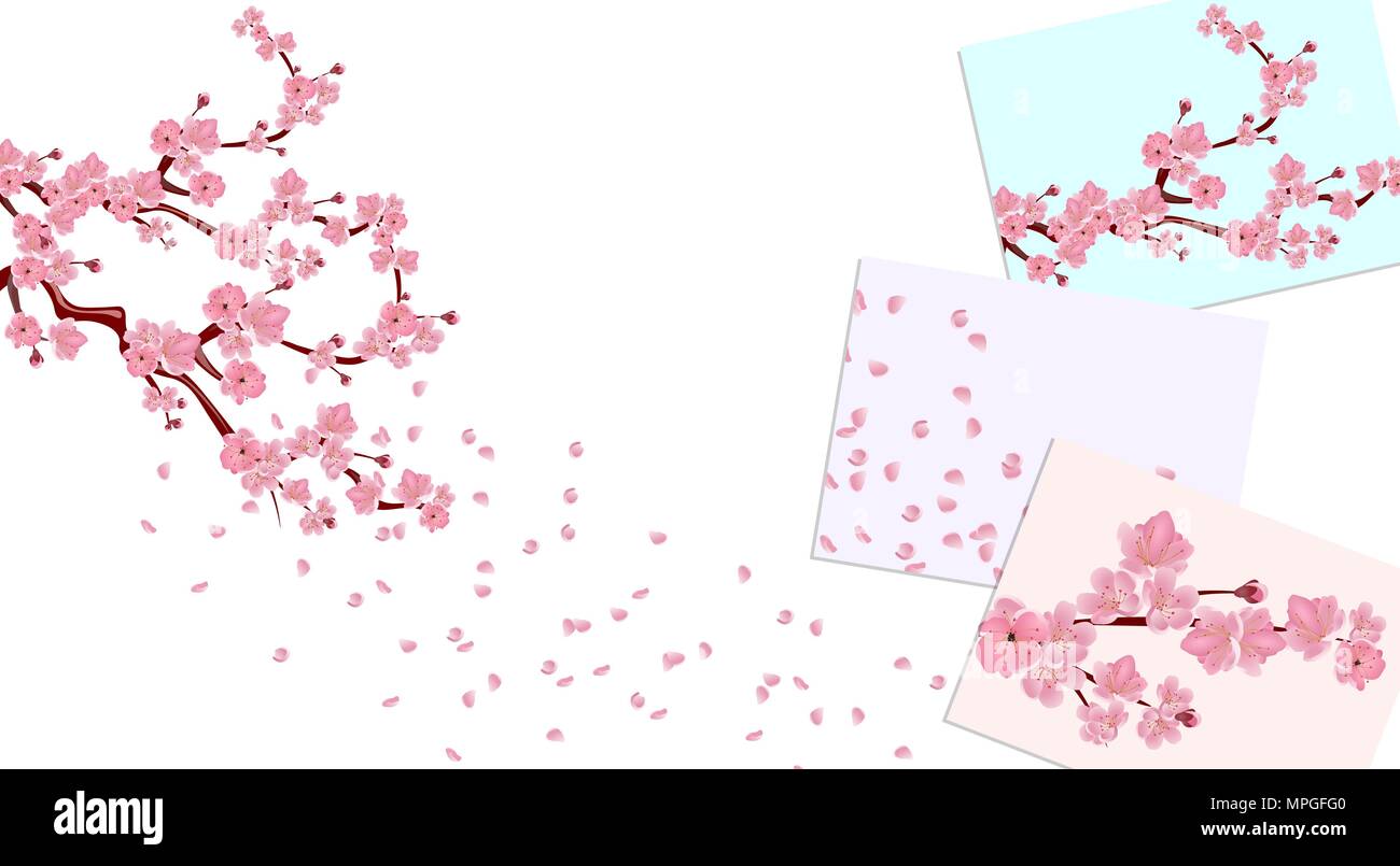 Branches with pink flowers and cherry buds. Sakura. The petals fly in ...