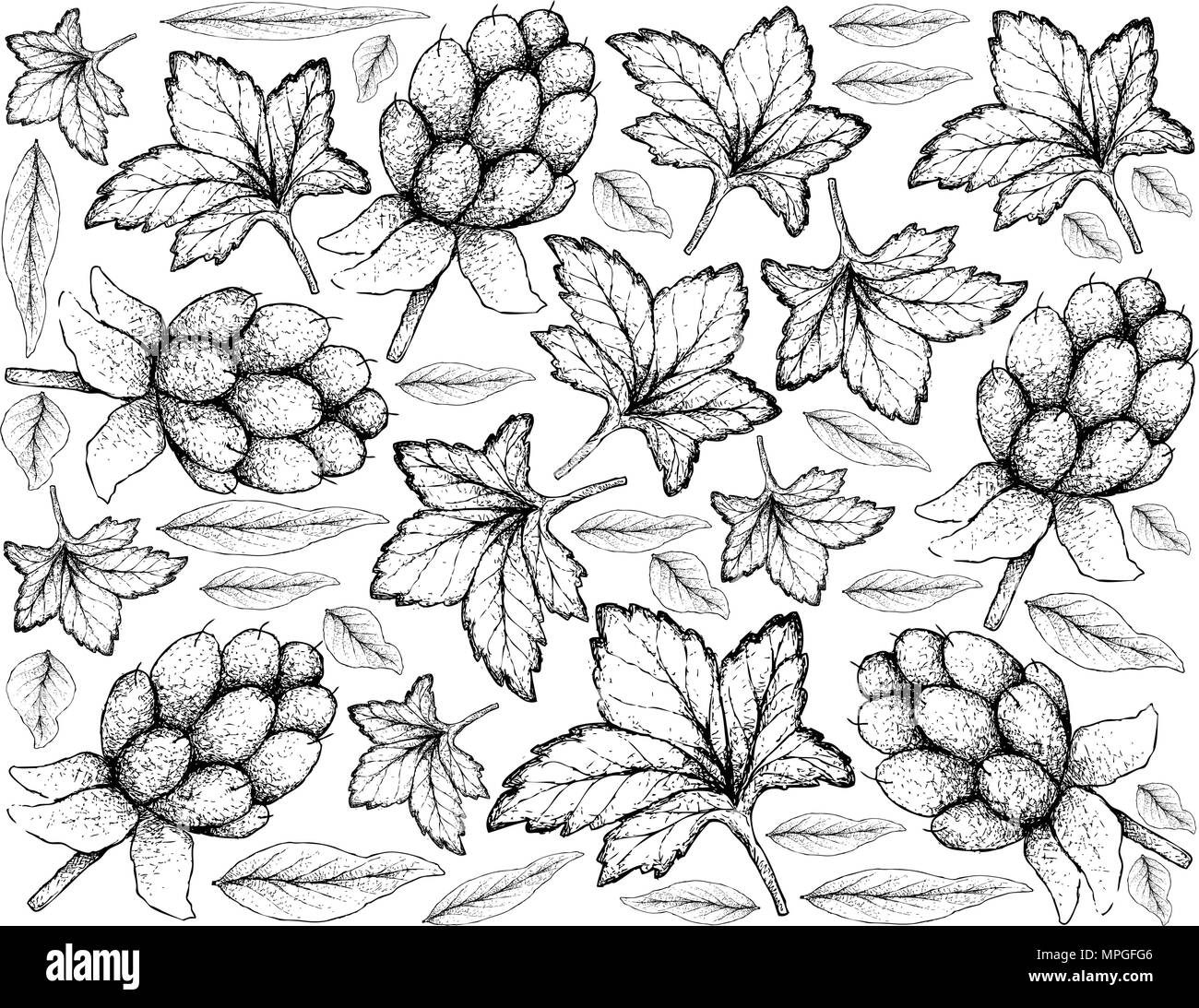 Berry Fruits, Illustration Wallpaper of Hand Drawn Sketch Delicious ...