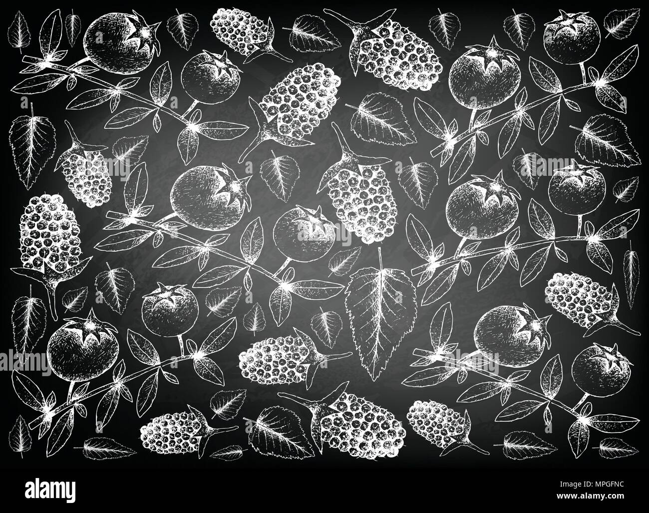 Boysenberry Stock Vector Images - Alamy