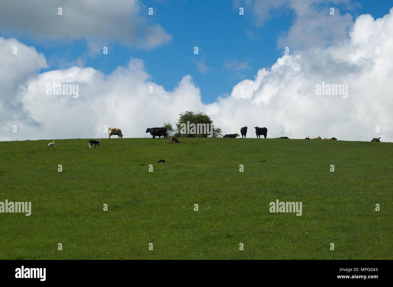 Lush green farms hi-res stock photography and images - Alamy
