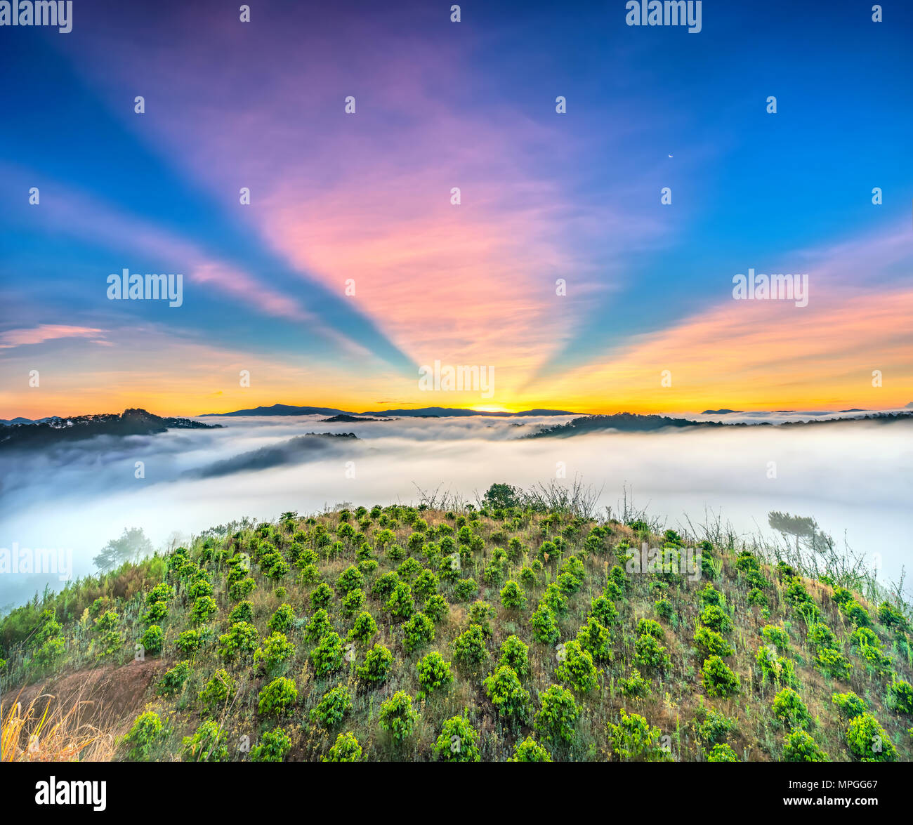 Mild Climate Information